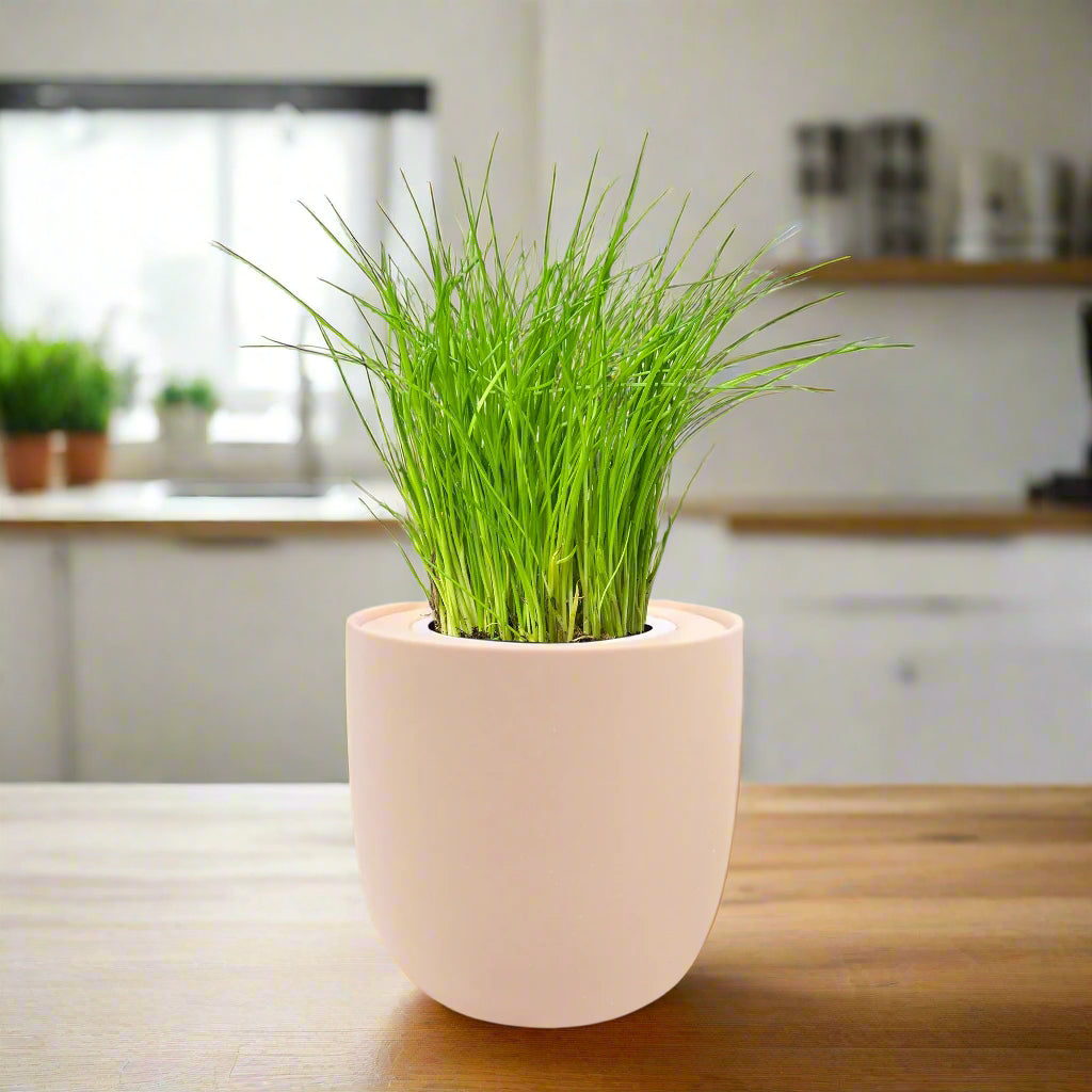 Chives Hydroponic Kit – Enviro Garden