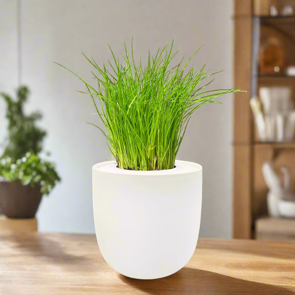 Chives Hydroponic Kit – Enviro Garden