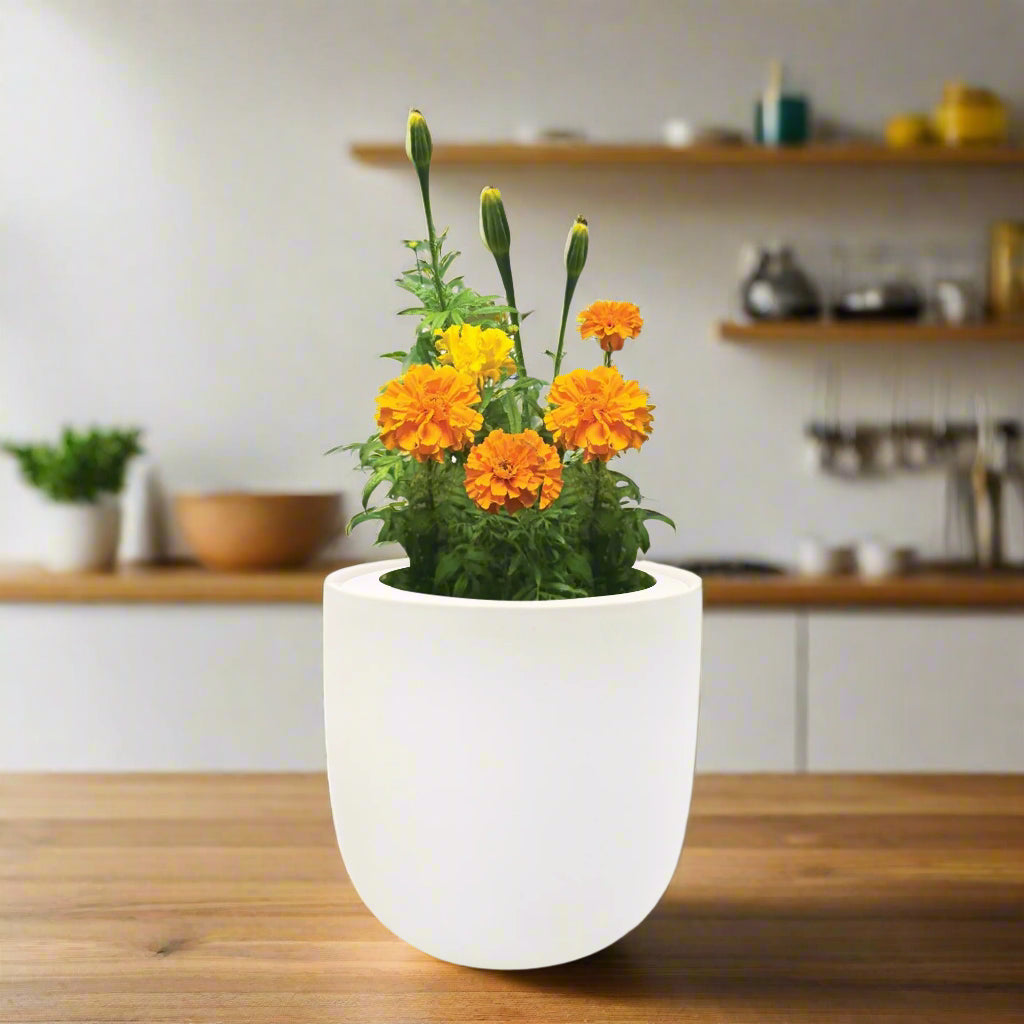 Marigold Hydroponic Kit – Enviro Garden