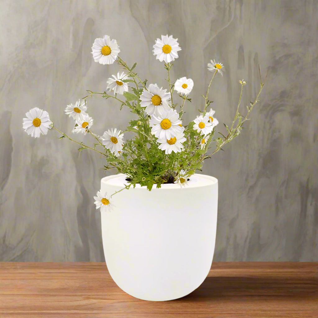 Chamomile Hydroponic Kit – Enviro Garden