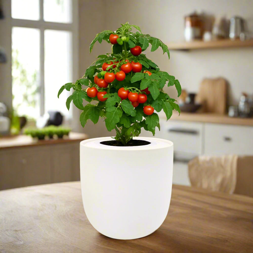 Cherry Tomato - Tiny Tim – Enviro Garden